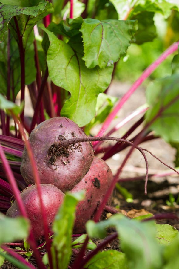 Organic beets stock image. Image of healthy, taste, grown - 45548221