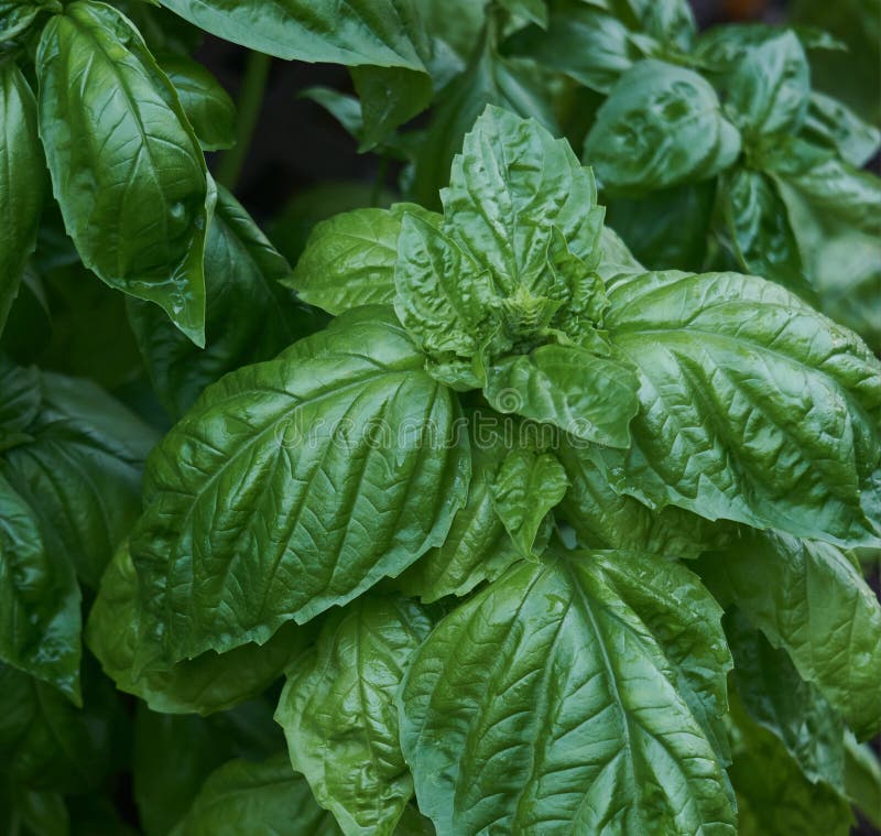 Organic Big Leaf Basil stock photo. Image of large, environment - 158090032