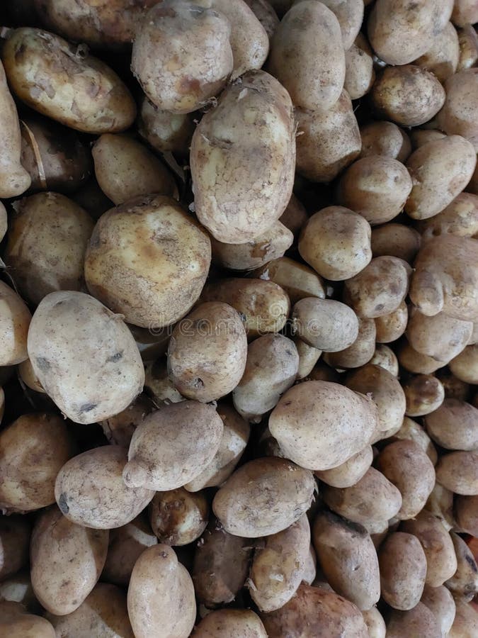 Organic big potato stock image. Image of plant, soil - 266244857