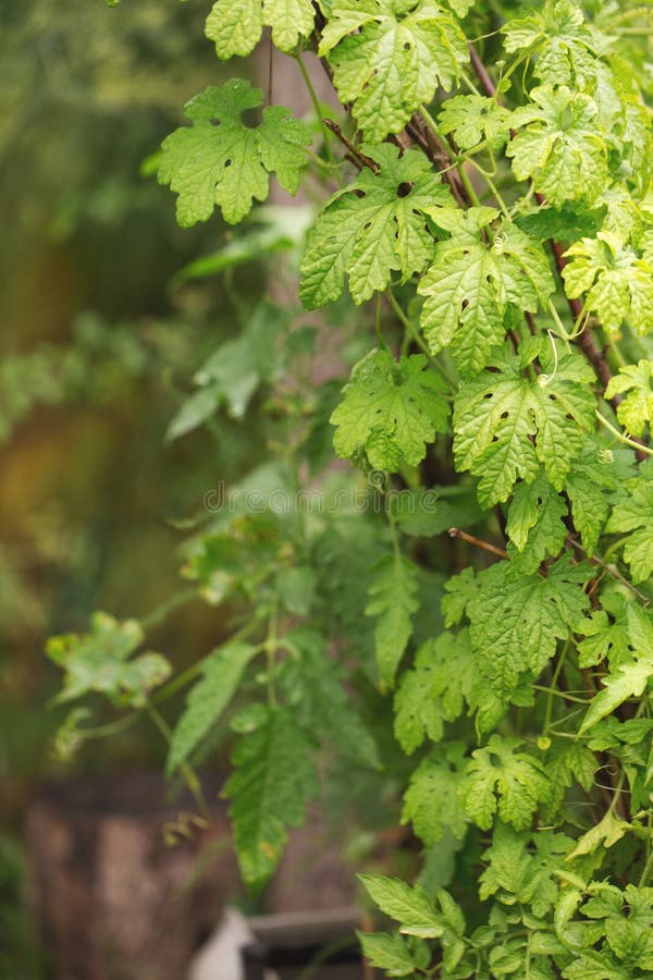 Organic Bitter Gourd, Bitter Melon in Garden Stock Image - Image of ...