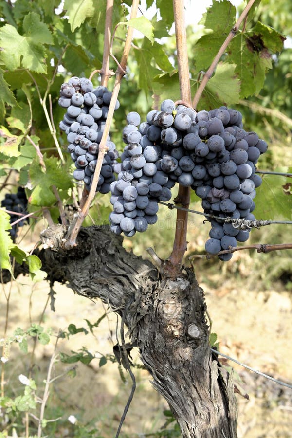 Organic Black Grape Cones with Rows Stock Photo - Image of harvest ...
