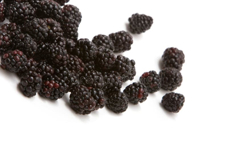 Organic blackberries stock photo. Image of season, vitamin - 4725354