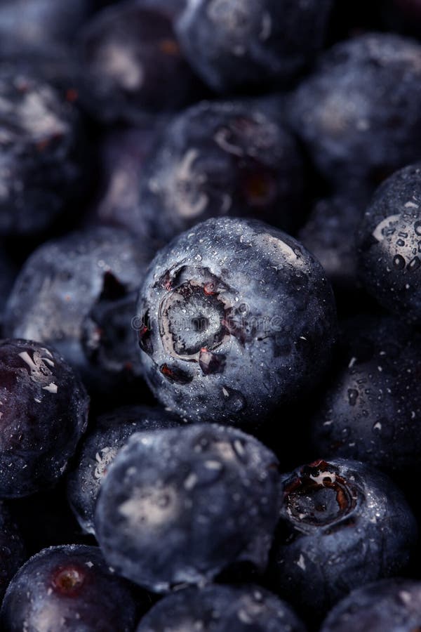 Organic Blueberries stock image. Image of homegrown, healthy - 24659531