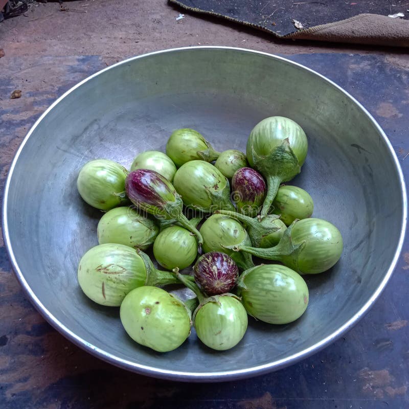 Organic Brinjals stock photo. Image of food, citrus - 212994788