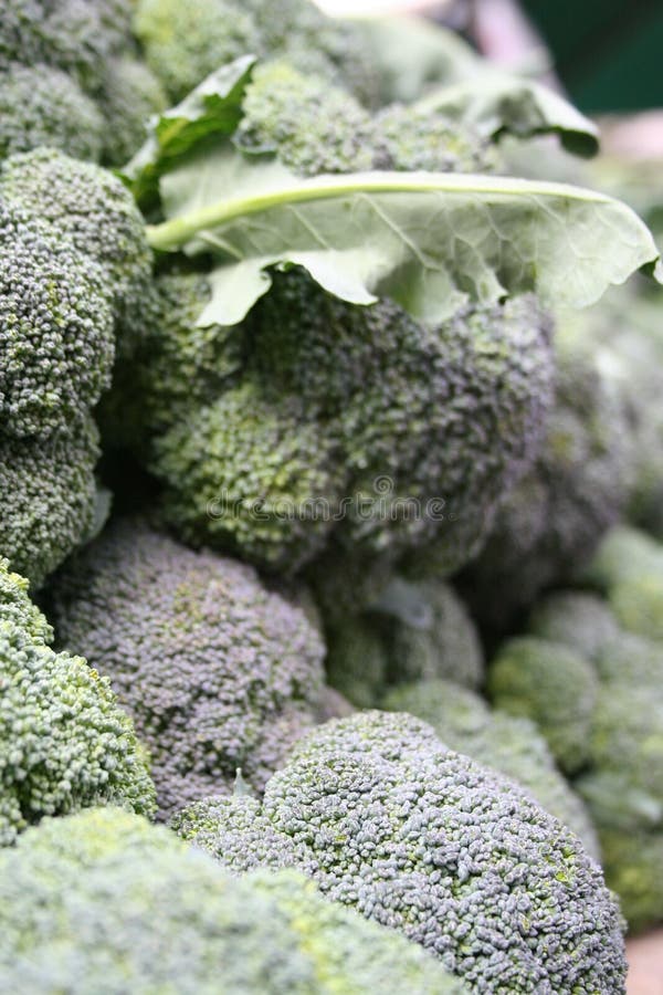 Organic Broccoli stock photo. Image of hors, flower, fiber - 2255626