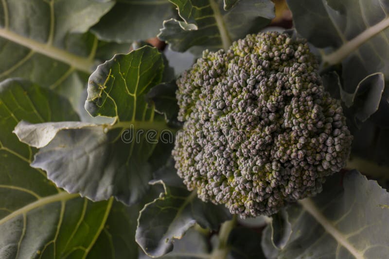 Organic broccoli stock photo. Image of broccoli, yard - 184541818