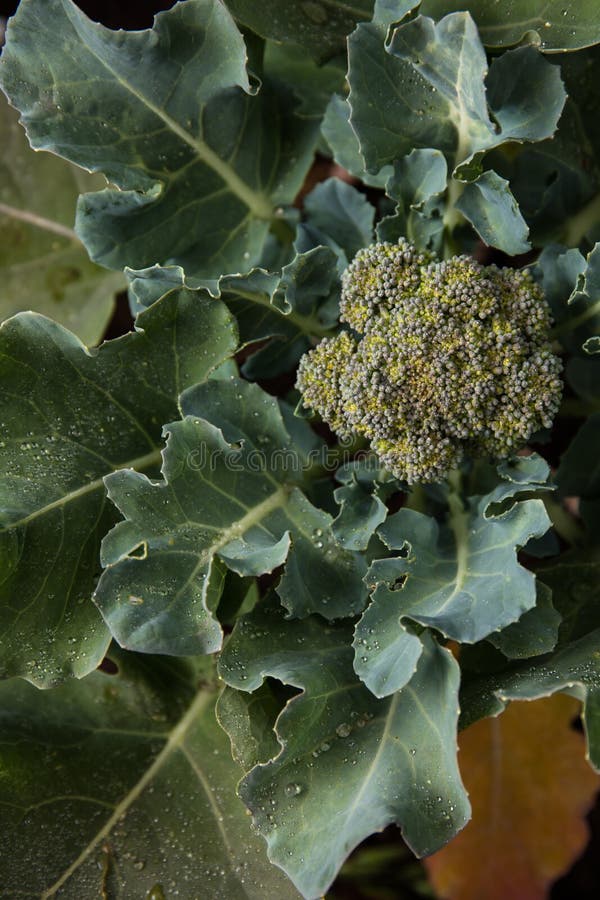 Organic broccoli stock photo. Image of organic, broccoli - 184542004