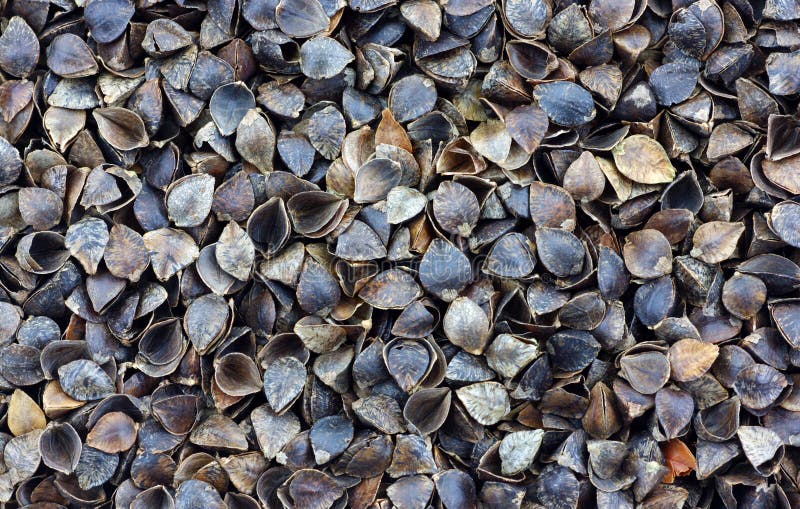 Organic buckwheat hulls stock photo. Image of natural - 10307434
