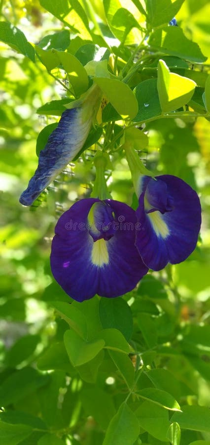 Organic Butterfly Pea Flower Stock Image - Image of flower, organic ...