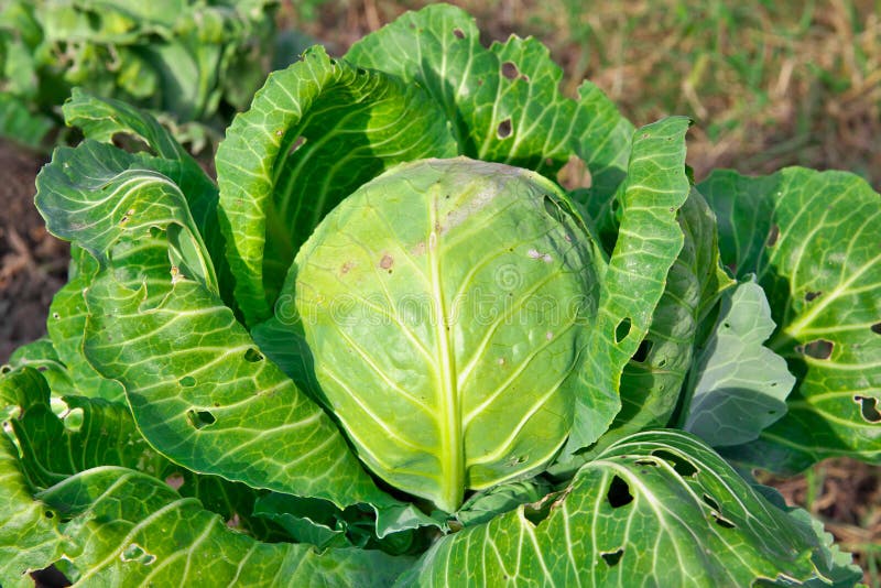 Organic cabbage stock image. Image of leaf, green, cabbage - 48783561