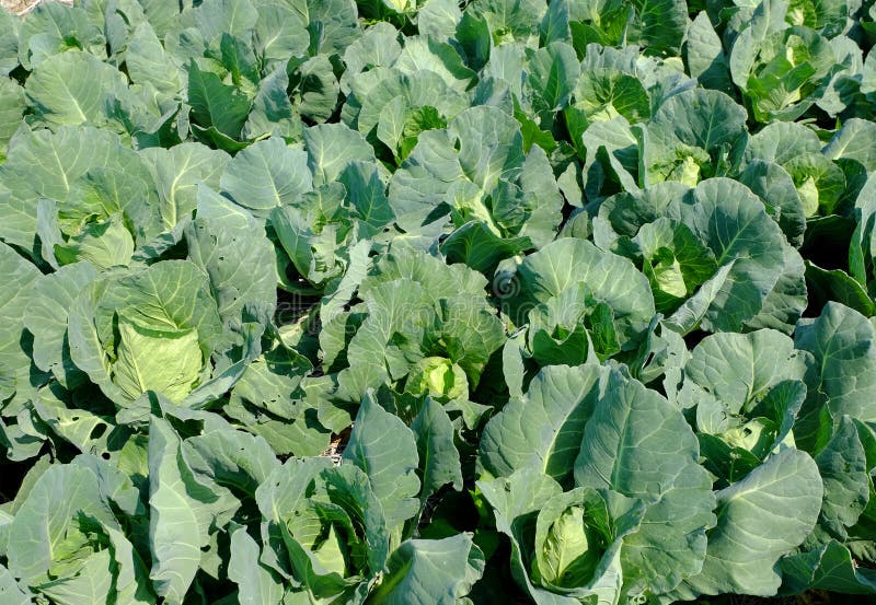 Organic cabbage farm stock photo. Image of cabbage, nutrition - 87635452