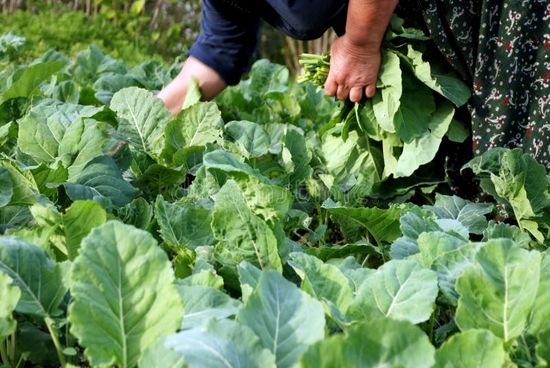 Organic cabbage stock image. Image of fresh, horticulture - 69402477