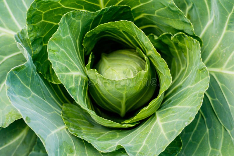 Organic Cabbage. Fresh Green Head of Cabbage on the Field. Stock Photo ...