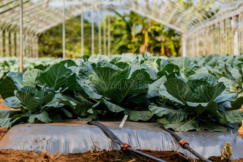 Organic Cabbage. Fresh Green Head of Cabbage on the Field Ready Stock ...