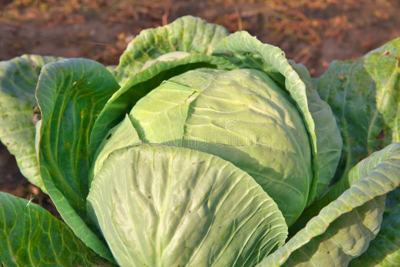 Organic cabbage stock photo. Image of homegrown, fresh - 48492310