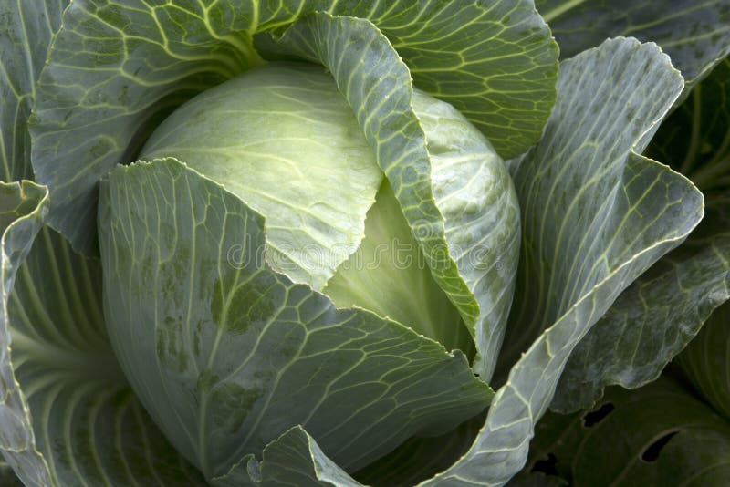 Organic cabbage stock photo. Image of list, agriculture - 64676306