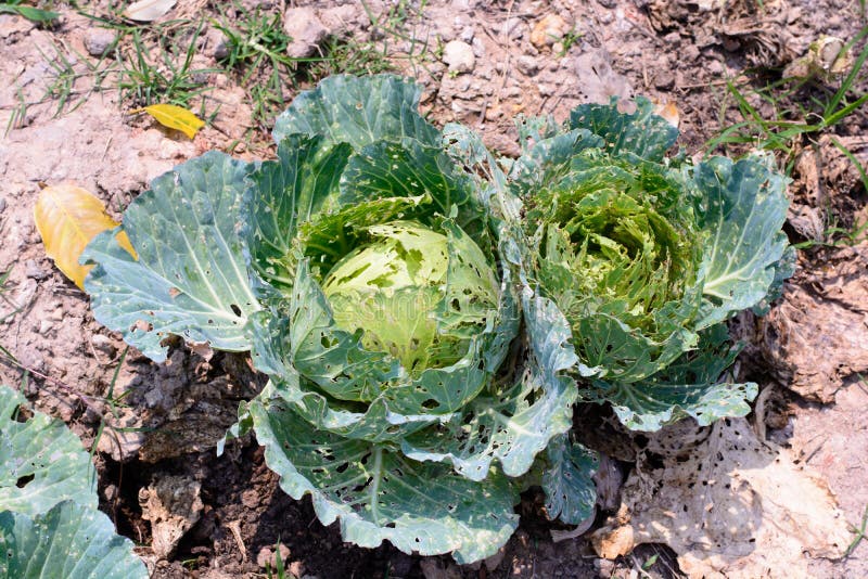 Organic Cabbage Have Been Eaten by Insects. Stock Photo - Image of ...