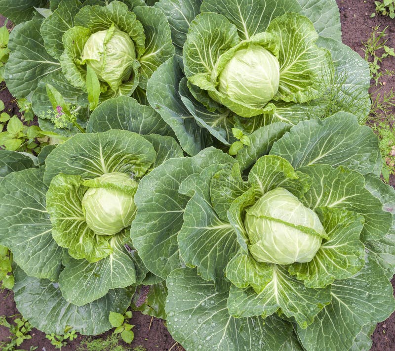 Organic Cabbage Vegetable Plants Outdoors Stock Photo - Image of garden ...