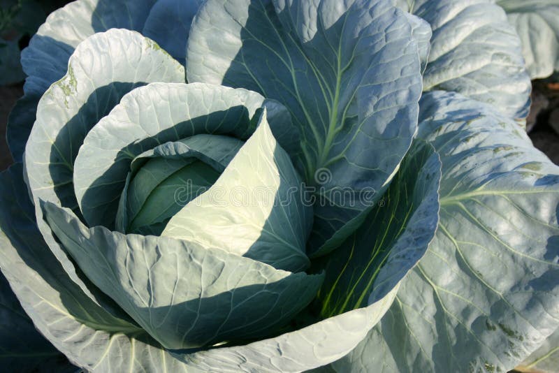 Production of Cabbage and Lettuce on an Industrial Scale. Background ...