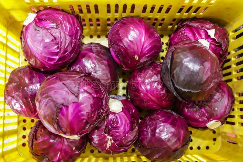 Organic Cabbage of Purple Color, Several Heads Stock Photo - Image of ...