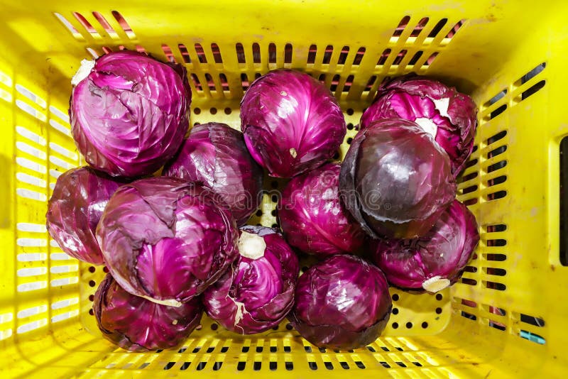 Organic Cabbage of Purple Color, Several Heads Stock Photo - Image of ...