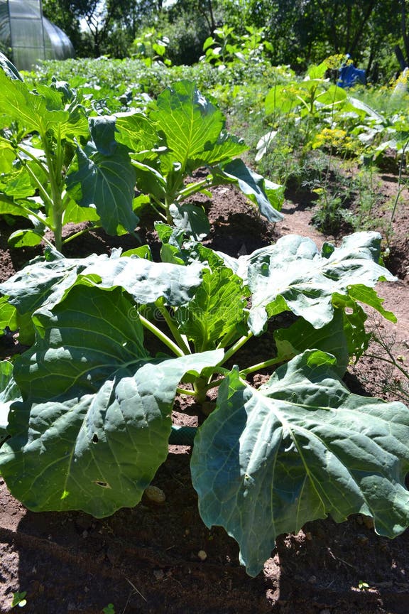 Organic Cabbages in a Vegetable Garden, Vertical Image Stock Photo ...