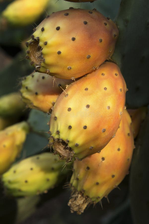 Organic Cactus Cactus Fruit Summer Stock Photo - Image of prickly ...
