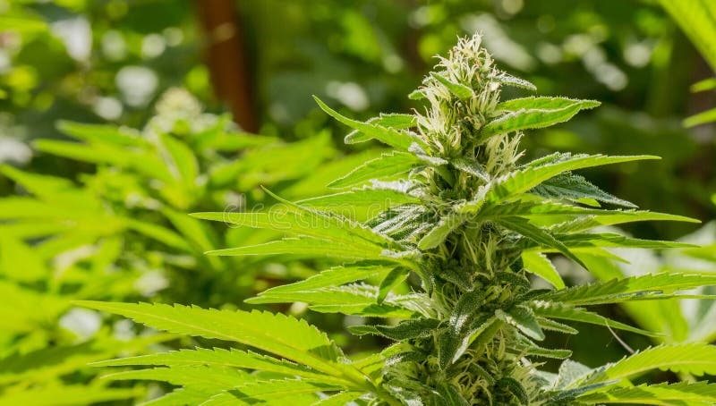 Organic Cannabis Plants in a Garden on a Sunny Stock Photo - Image of ...