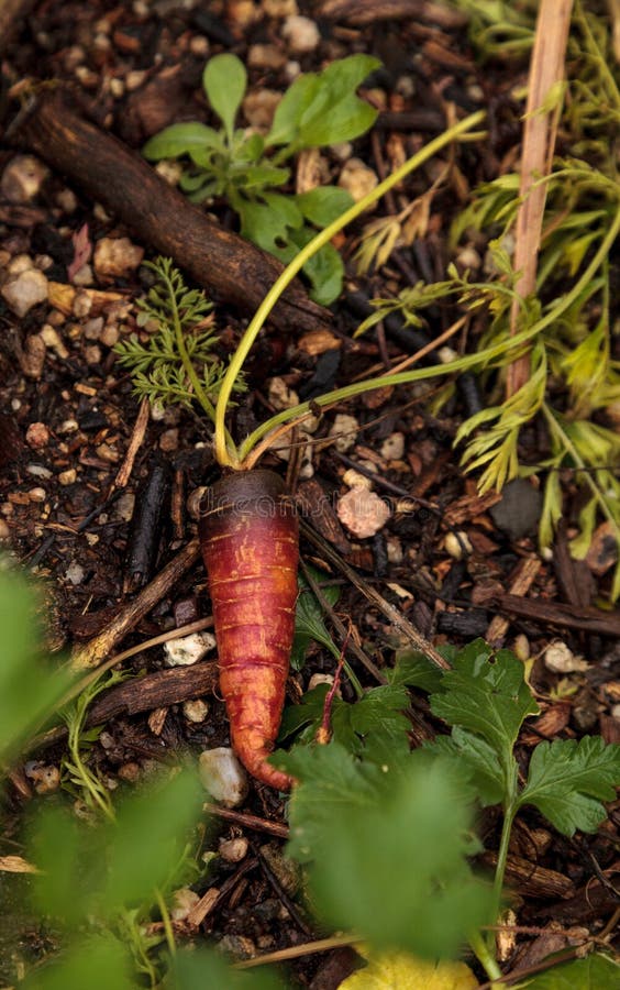 Organic carrot Berlicum stock image. Image of food, natural - 86562375