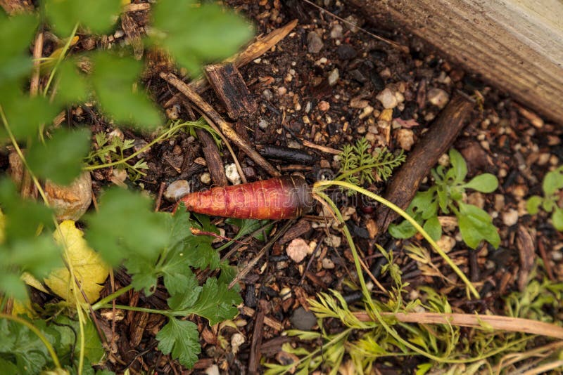 Organic carrot Berlicum stock photo. Image of organic - 86562384