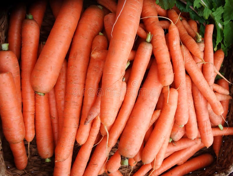 Organic Carrots stock image. Image of vitamins, freshness - 14648503