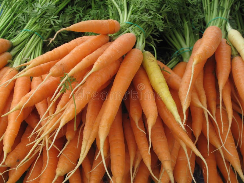 Organic Carrots stock photo. Image of food, growth, diet - 2907916