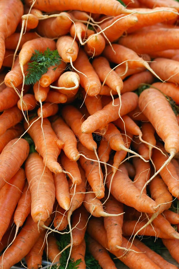 Organic carrots stock photo. Image of organic, ripe, food - 33437976
