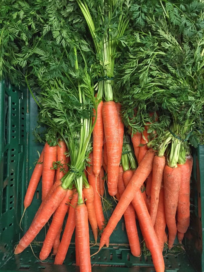 Organic Carrots with Green Stuff Stock Image - Image of stuff, healthy ...