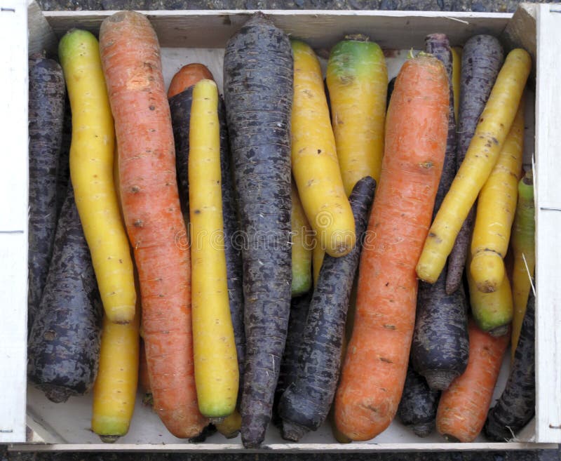 Organic carrots stock photo. Image of orange, horizontal - 115004516