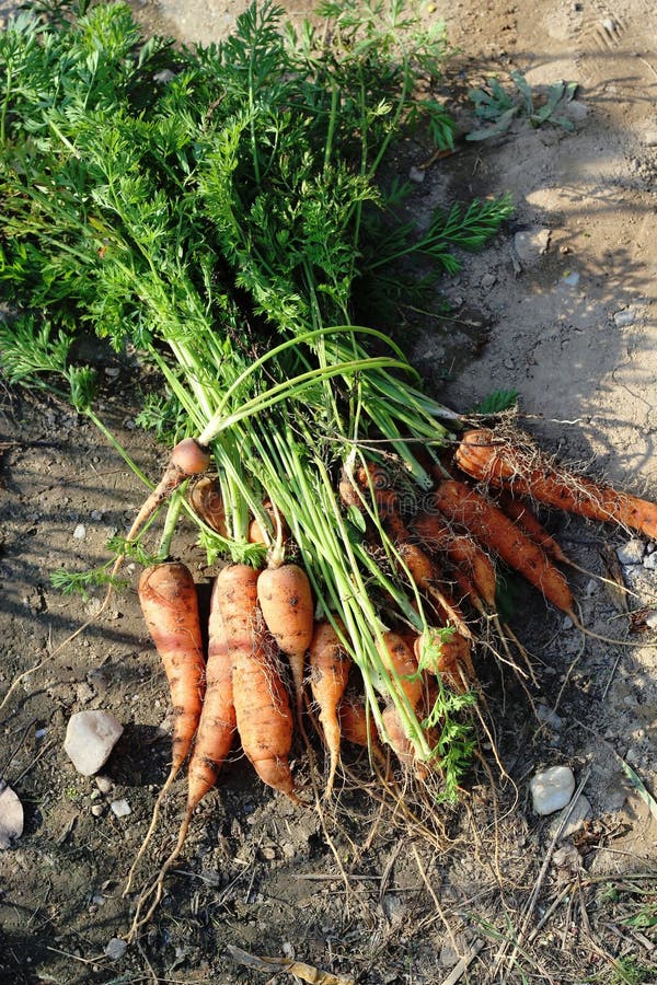 Organic carrots stock photo. Image of bunch, nature, carrot - 48949162