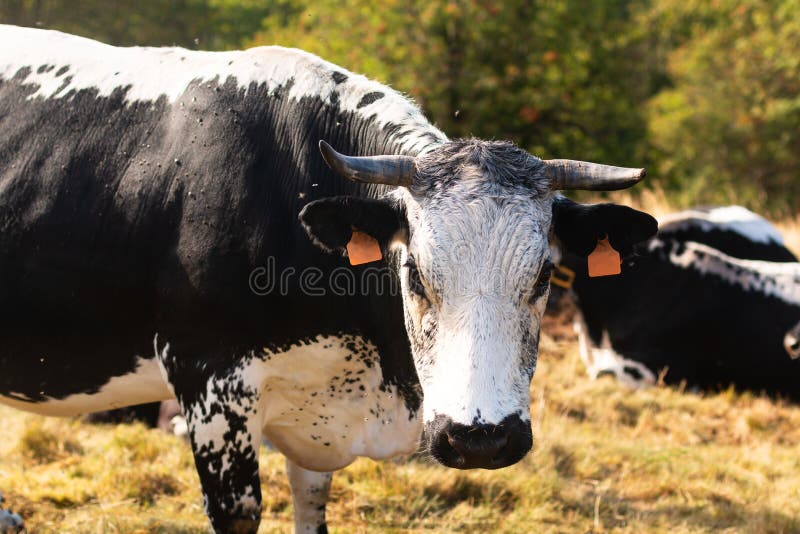 Old Race for the Cattle Yard Stock Photo - Image of bull, gates: 29495926