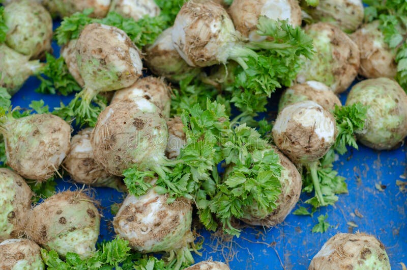 Organic Celery Root Celery and Leaves Stock Photo - Image of ingredient ...