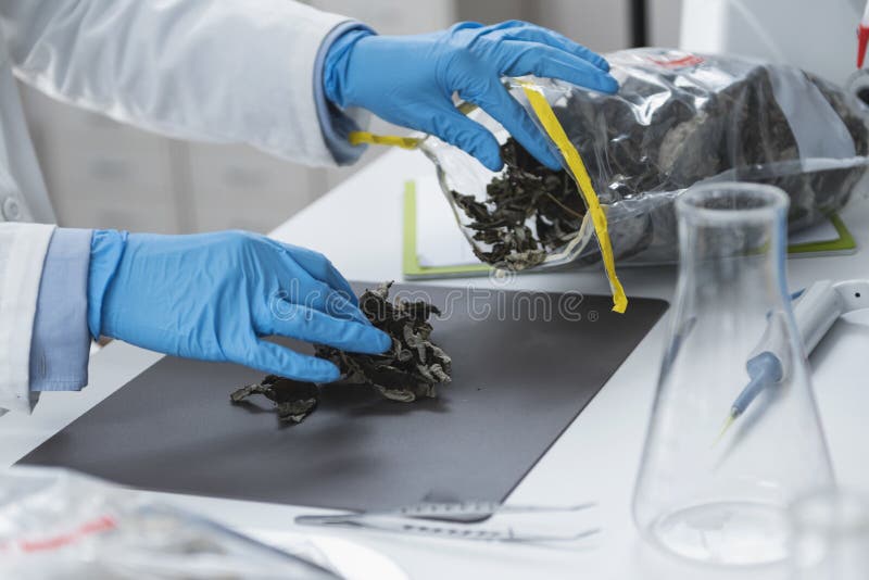 Organic Certification Process in Laboratory Stock Photo - Image of ...