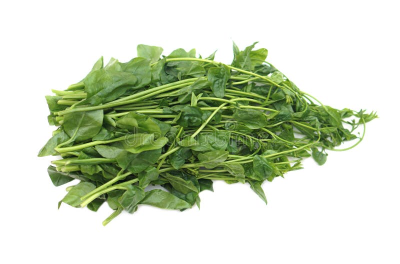 Organic Ceylon Spinach or Malabar Spinach Vegetable Isolated on White ...