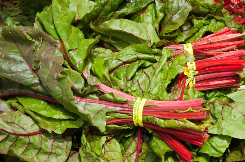 Organic Chard stock photo. Image of delicious, harvesting - 13894424