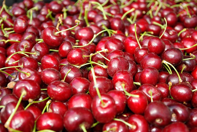 Organic Cherries stock photo. Image of sale, market, farmer - 13894792