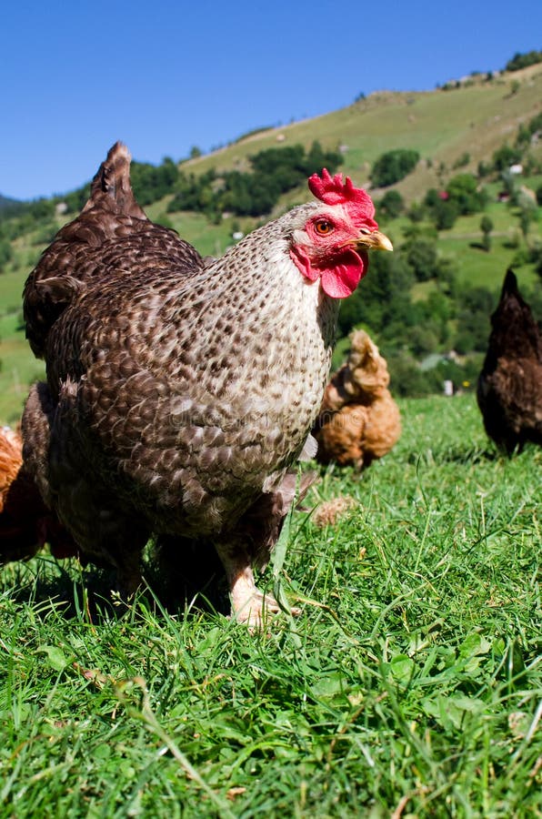 Free range chickens stock photo. Image of agriculture - 19121588