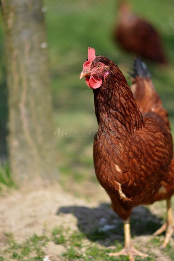 Organic chicken breeding stock photo. Image of male - 114498322