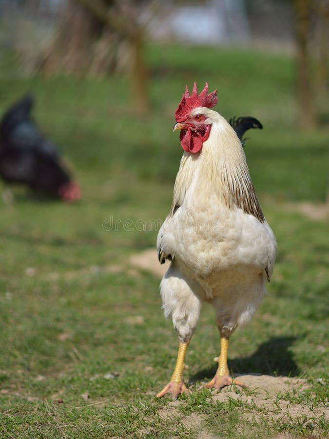 Organic chicken breeding stock photo. Image of beak - 114082048