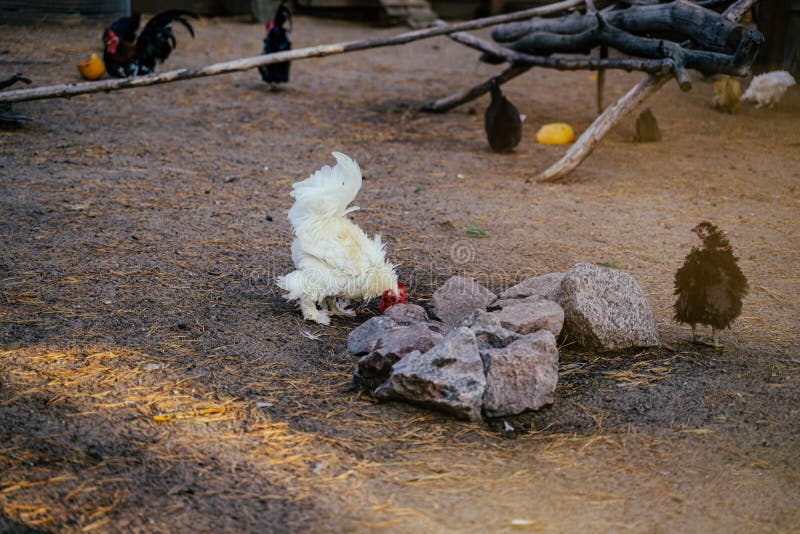 Organic Chickens in Their Corral Green Natural Stock Photo - Image of ...