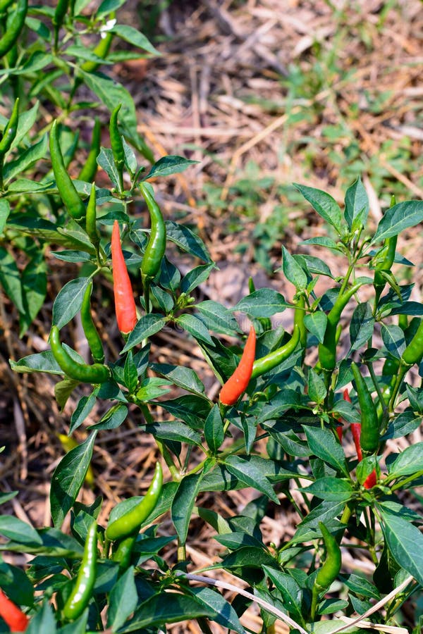 Chilli Farm stock photo. Image of chilli, chillies, sunny - 11650612