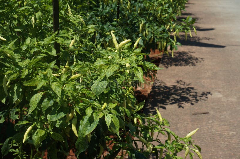 Organic Chilli or Pepper Plantation at Road Side Stock Image - Image of ...
