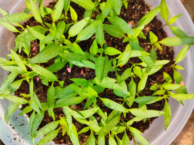 Organic Chilli Plants Germination Seedbed. Stock Image - Image of ...