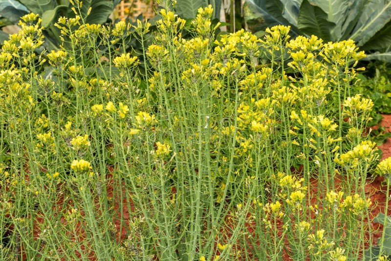 Organic Chinese Kale Vegetable Stock Photo - Image of leaf, agriculture ...